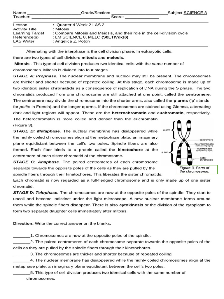 Q4 Science8 Week2 LAS2 | PDF | Mitosis | Chromosome