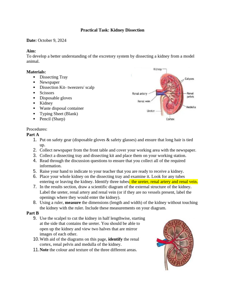 Kidney Dissection - Lab Procedures JP | PDF | Kidney | Urinary System