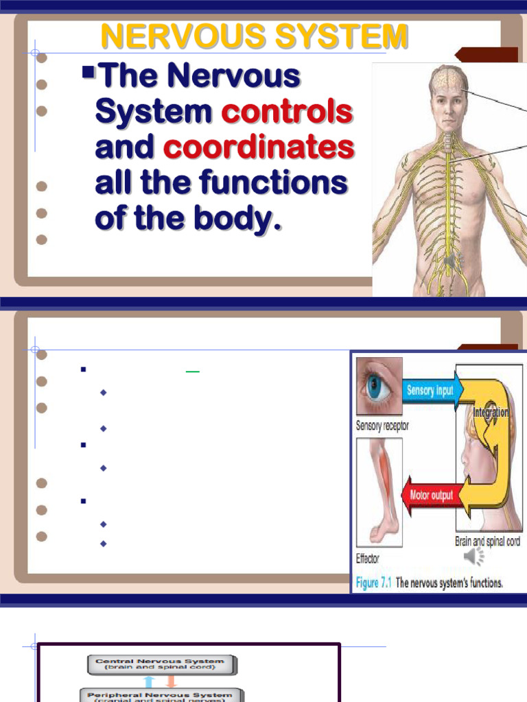 Midterms 2nd PPT Nervous System | PDF | Nervous System | Central ...