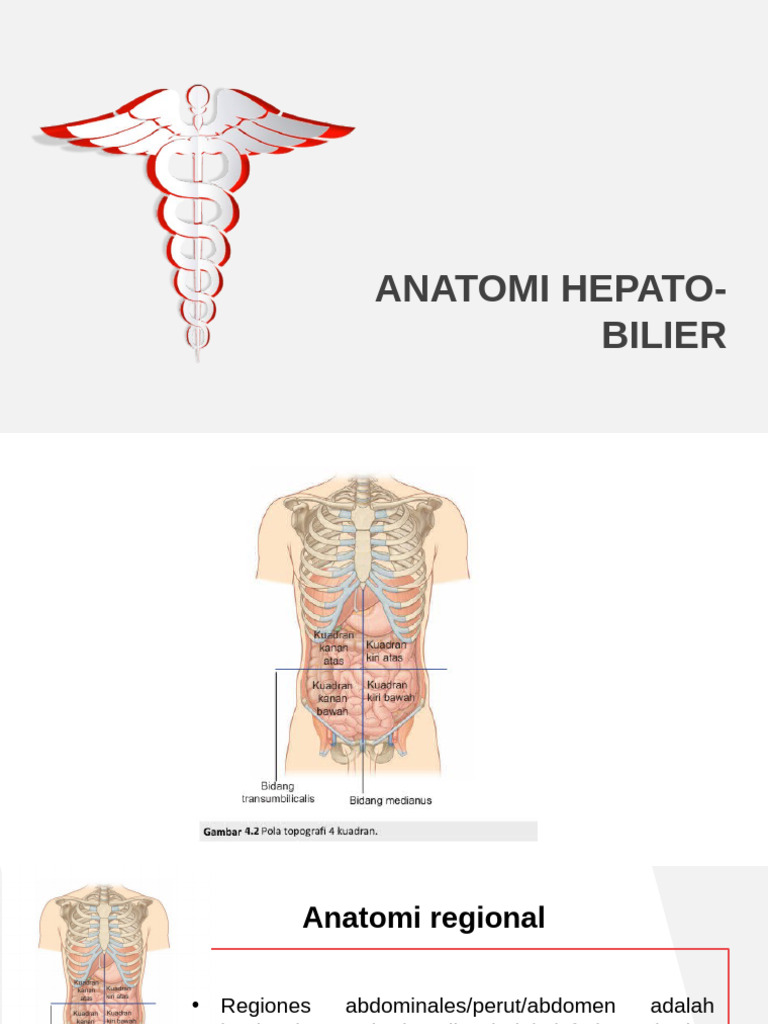 Anatomi Hepatobilier dan Recessus Hepatorenalis | PDF | Sains & Matematika
