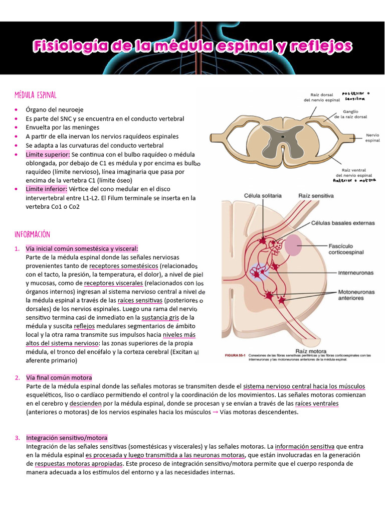 Fisiología de La Médula Espinal | PDF | Médula espinal | Neurona motora