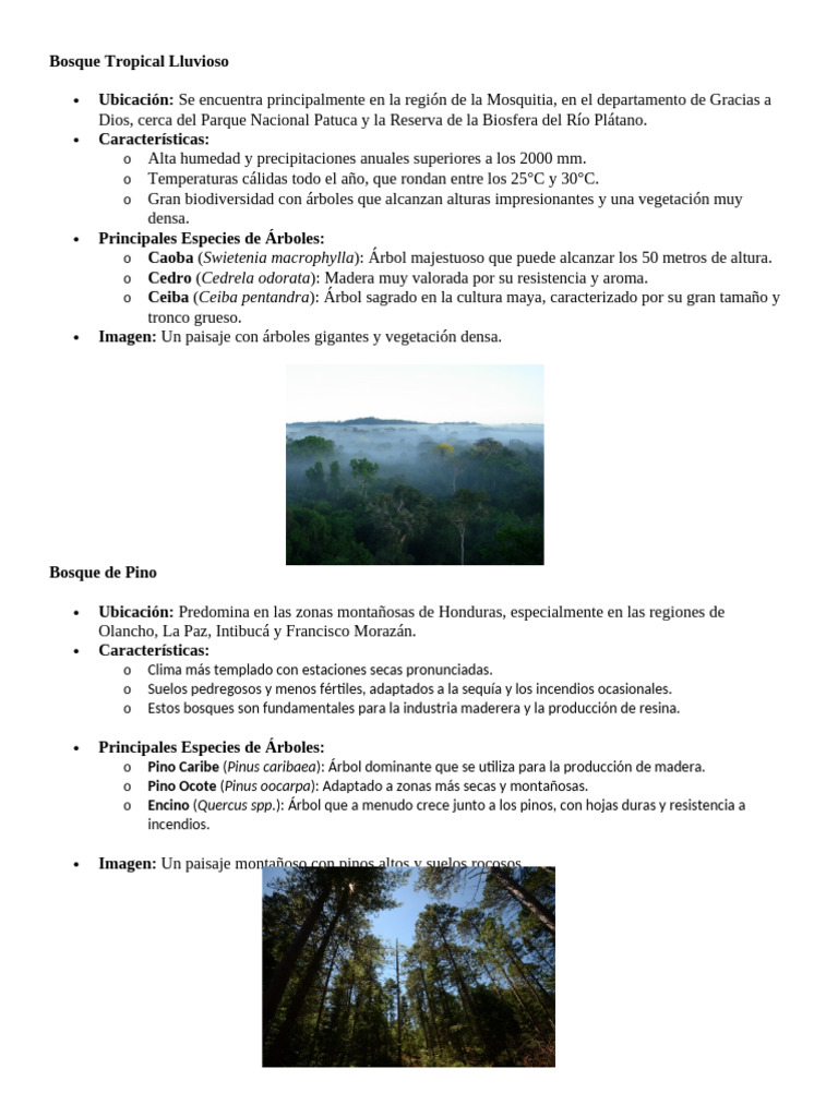 Bosque Tropical Lluvioso | PDF | Mangle | Arboles