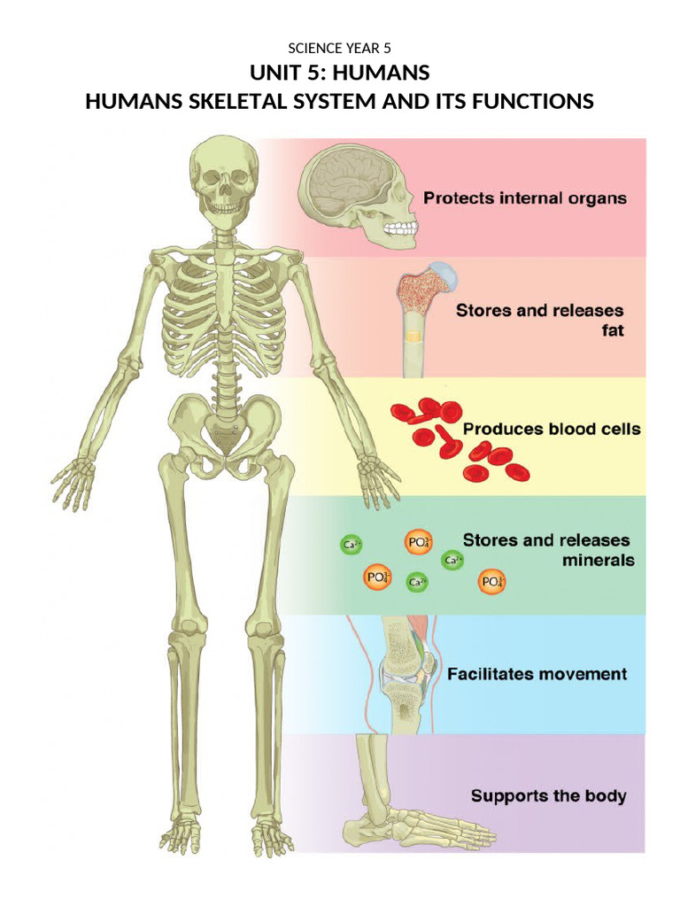 Skeletal System Functions | PDF