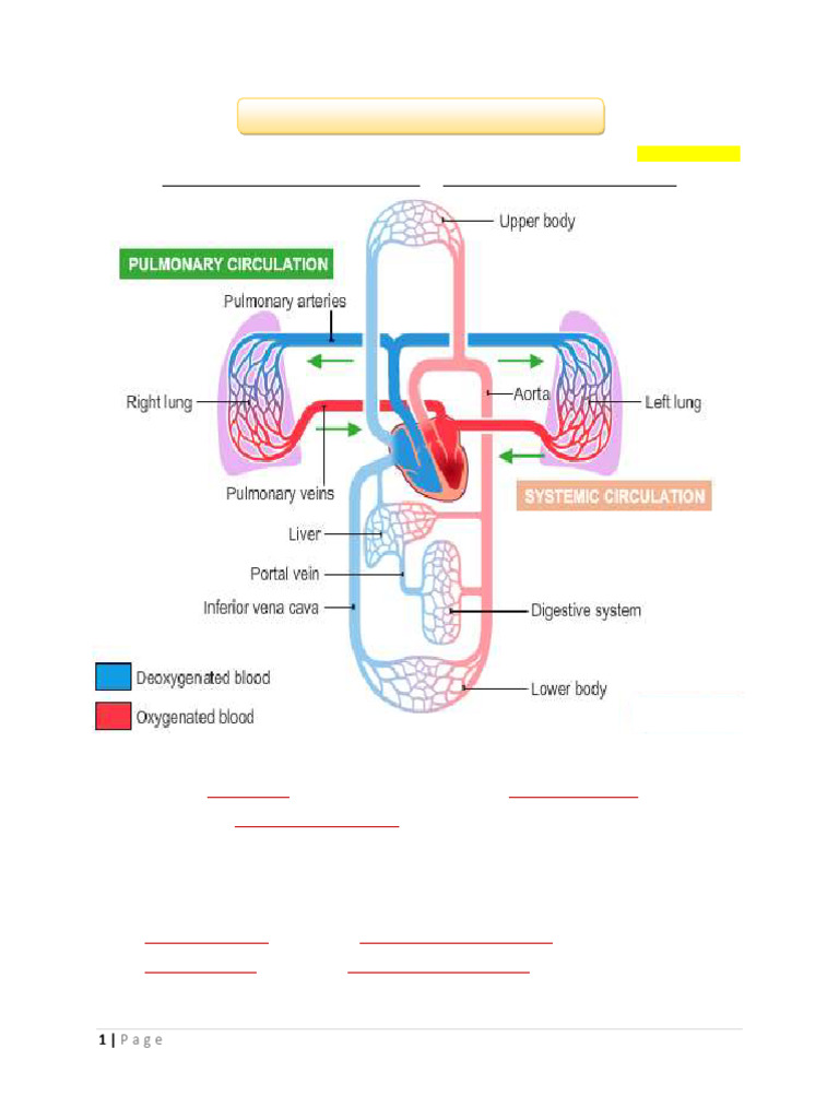 2024 - BLOOD FLOW DOUBLE CIRCUIT - Pulmonary and Systemic | PDF | Vein ...