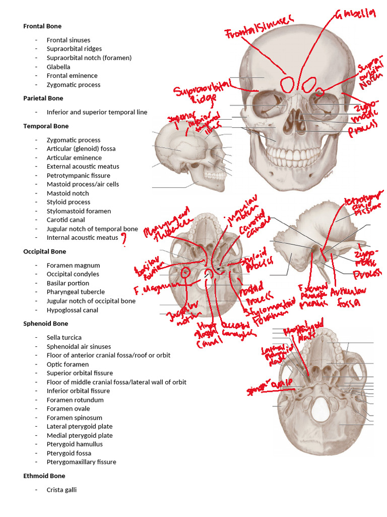 Bones | PDF | Human Head And Neck | Human Anatomy
