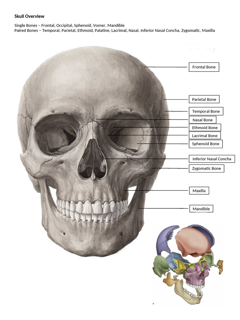 Skull Overview | PDF | Human Nose | Skull