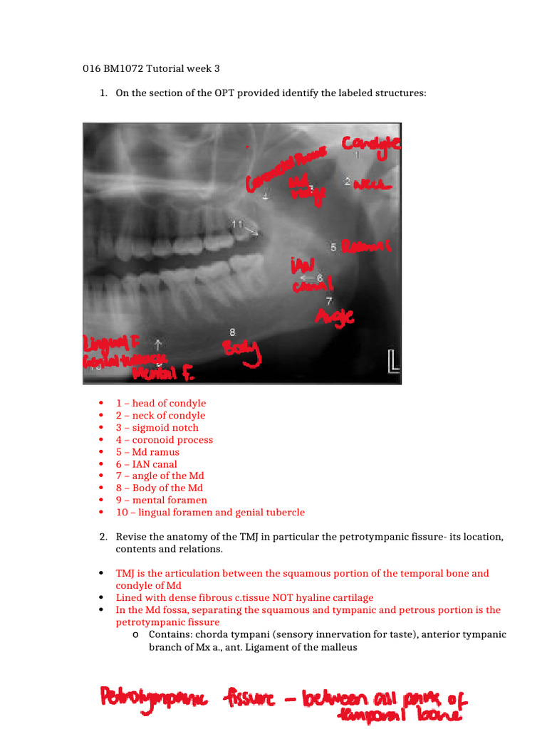 Wk3 Head and Neck Tutorial | PDF
