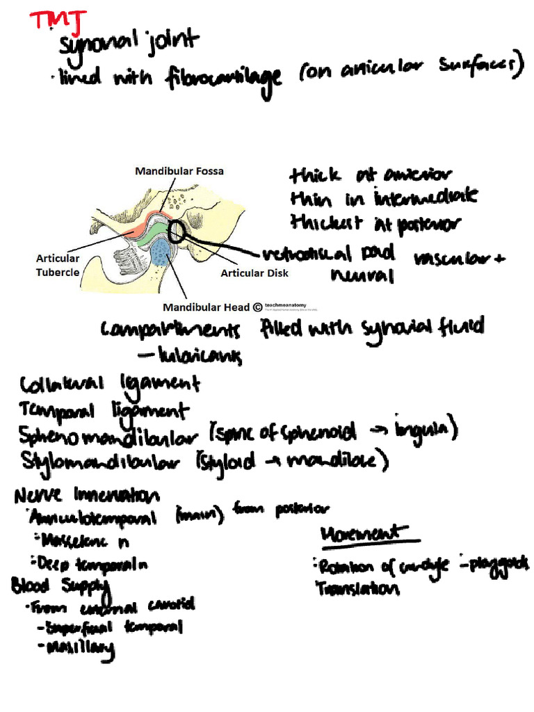 Wk4 Head and Neck Tut | PDF