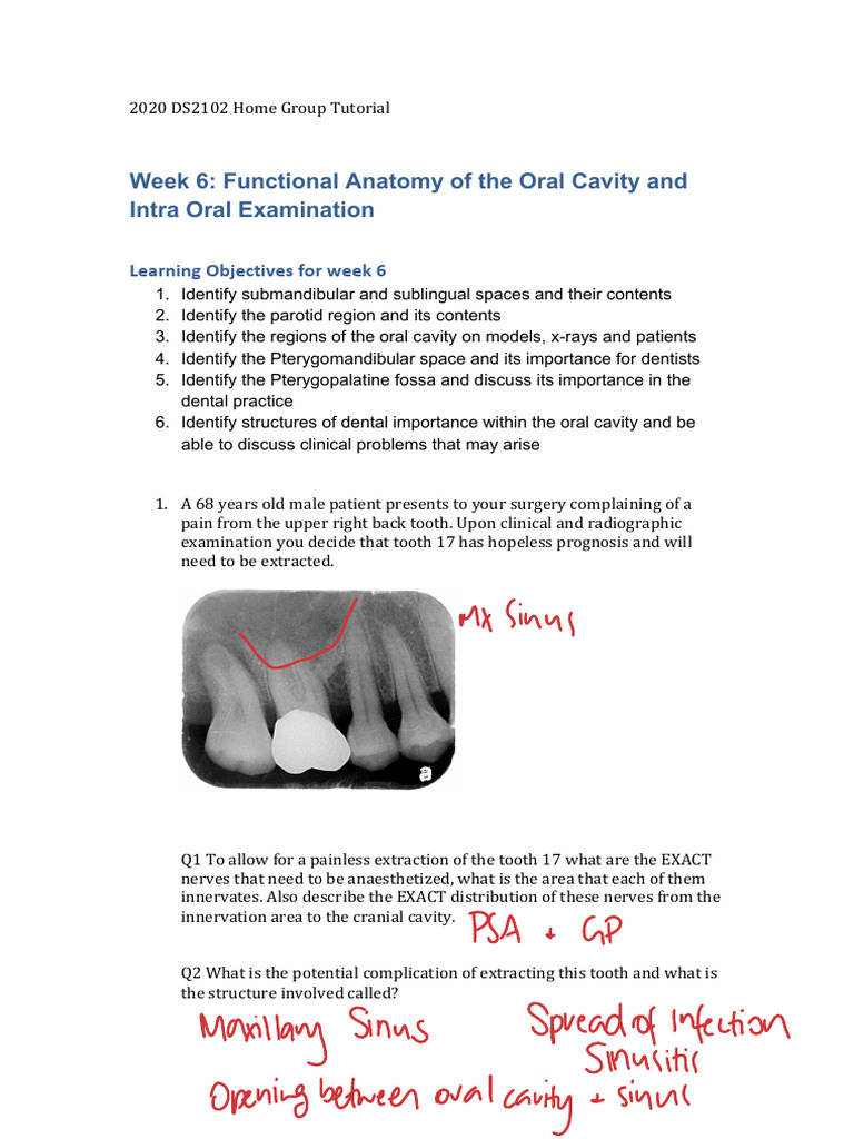 Wk6 Tutorial Worksheet | PDF | Dentistry | Mouth