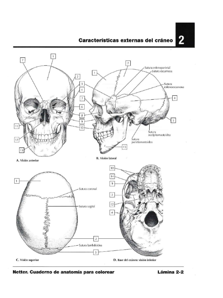 HUESITOS CRÁNEO | PDF