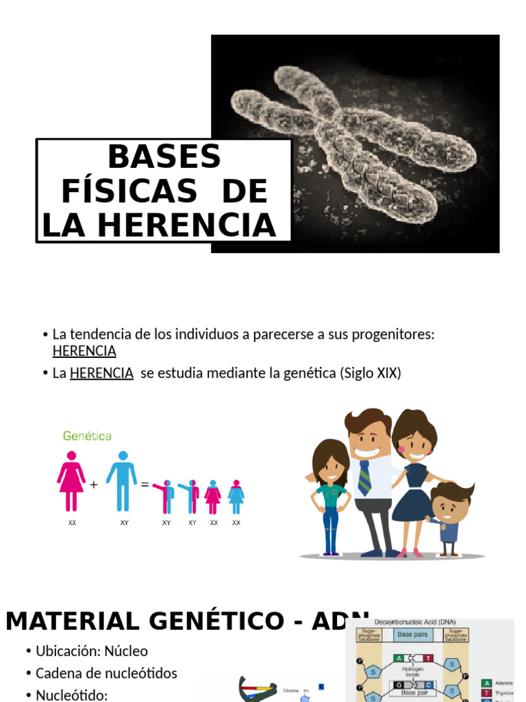 Fundamentos de la Herencia Genética | PDF | Alelo | Dominancia (Genética)