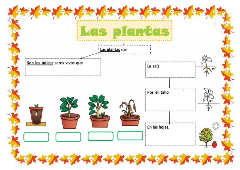 Ciclo de Vida de Las Plantas | PDF