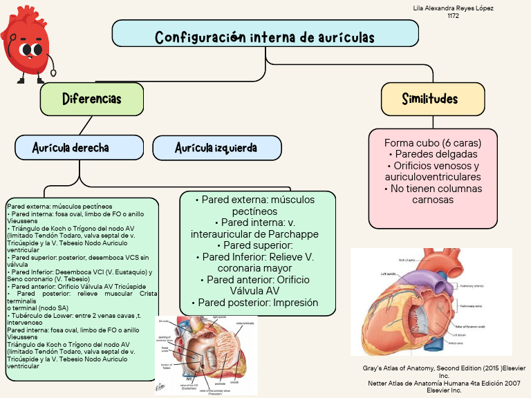 Anatomía de Aurículas Cardíacas | PDF | Atrio (corazón) | Ventrículo ...