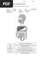 Digestive System Coloring | PDF