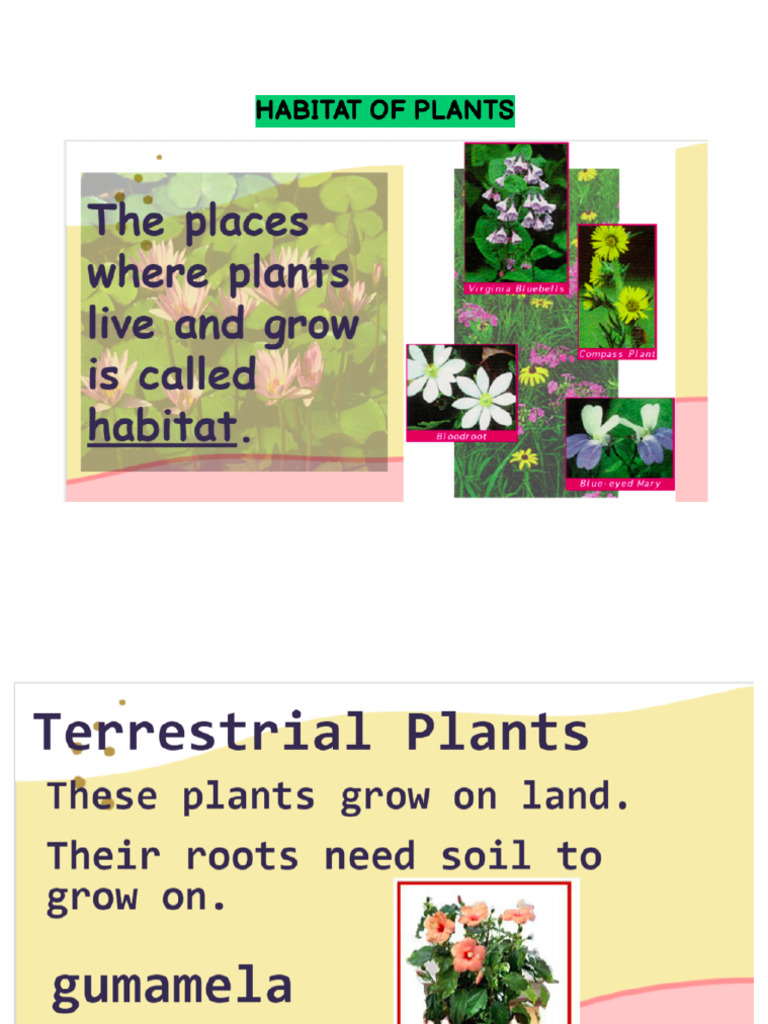 Kinds and Habitats of Plants | PDF