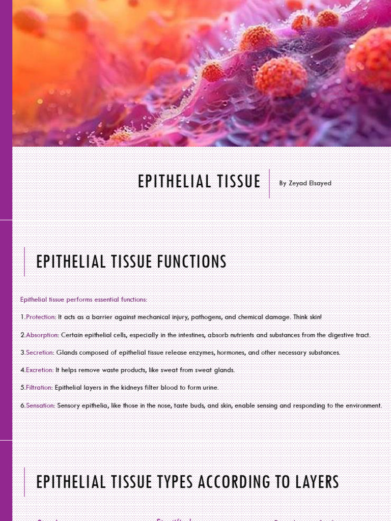 Epithelial Tissue 2 | PDF