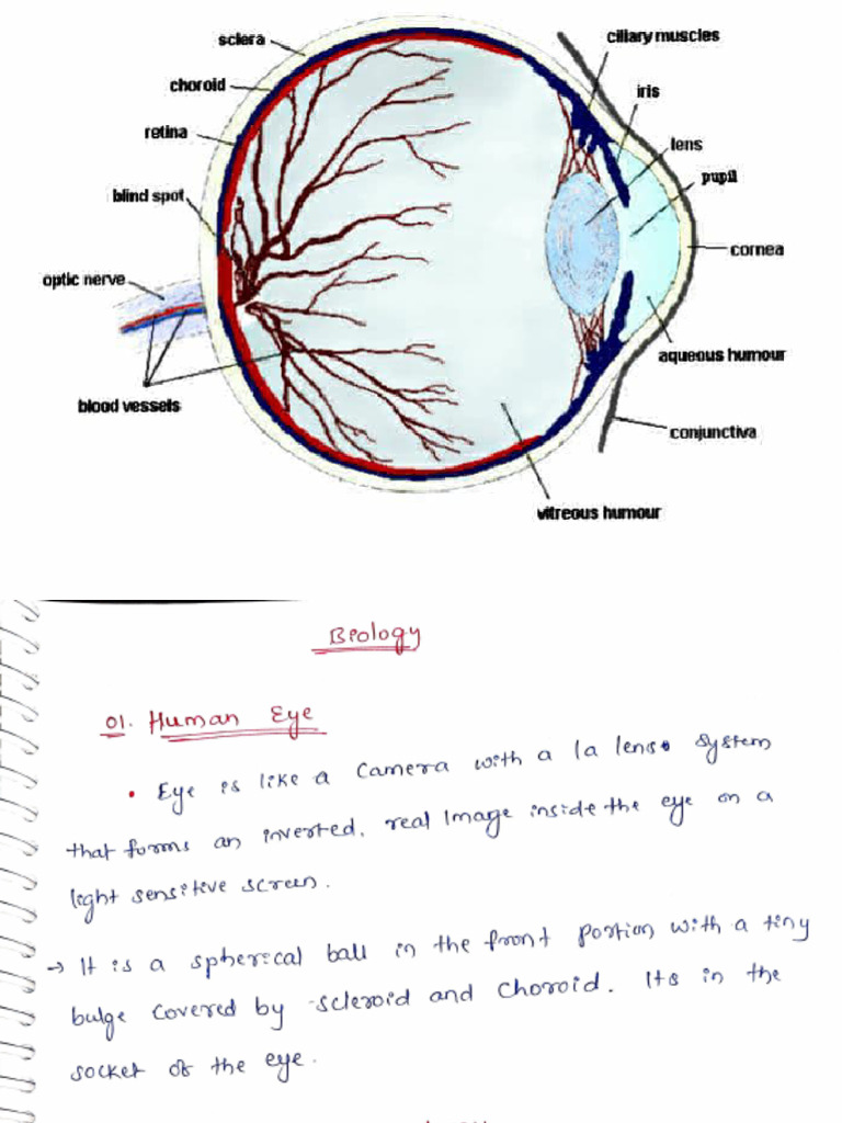 Biology (Human Eye) | PDF | Ophthalmology | Human Eye