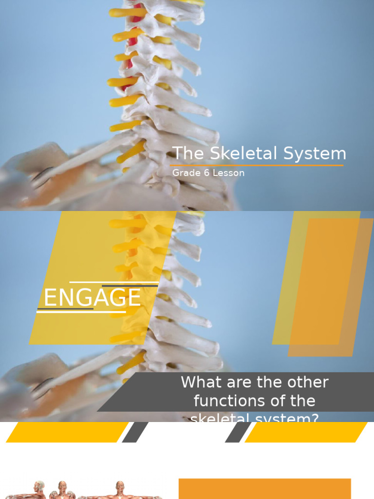 Grade 6 - Skeletal System | PDF | Vertebral Column | Skeleton