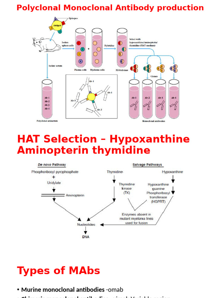 Polyclonal Monoclonal Antibody Production | PDF | Antibody | Monoclonal ...