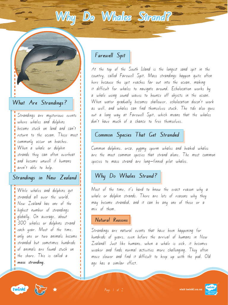 Helping Hands Why Do Whales Strand Differentiated - Ver - 5 | PDF ...