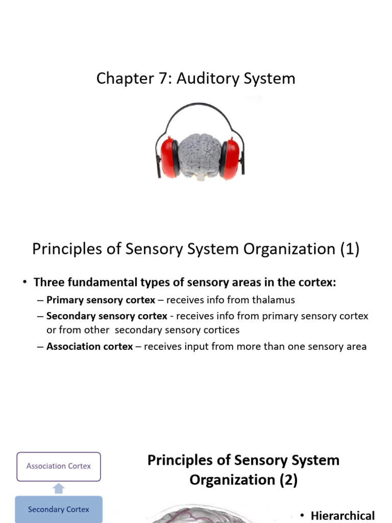 Auditory System Overview | PDF | Auditory System | Neuroscience