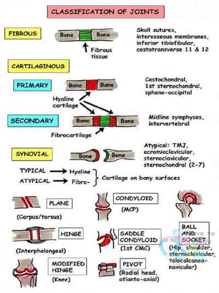 Upper Limb Pdf
