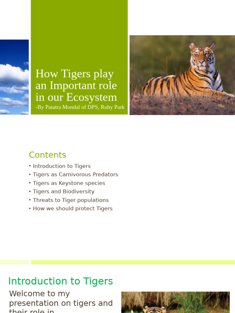 How Tigers Play A Vital Role in Our Ecosystem. | PDF | Tiger | Predation