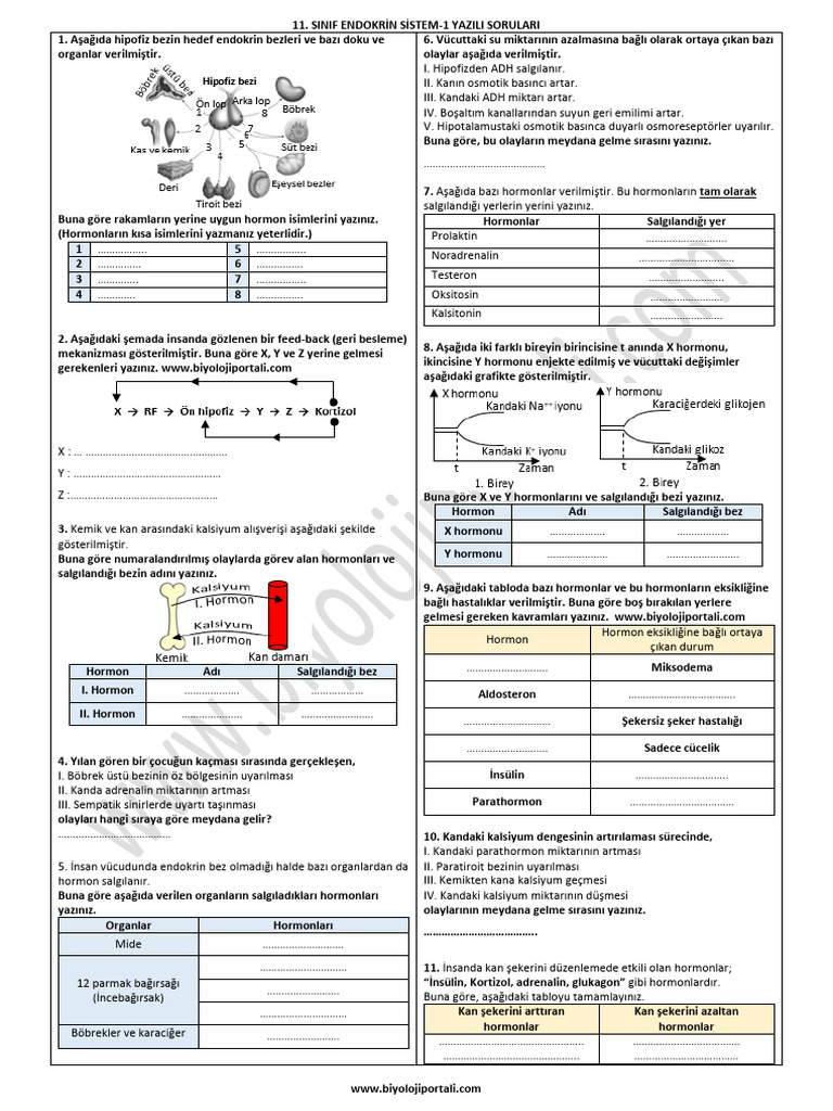 11 SINIF ENDOKRİN SİSTEM-1 Yazılı Soruları - 241027 - 092516 | PDF