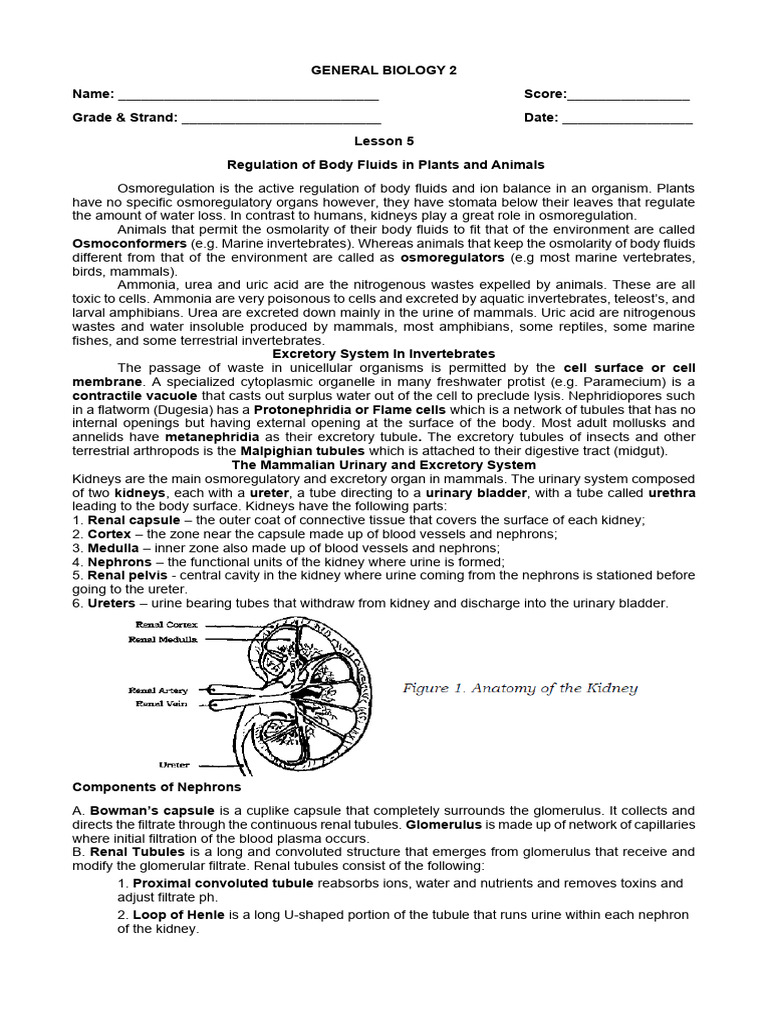 Regulation of Body Fluids in Plants and Animals | PDF | Kidney ...