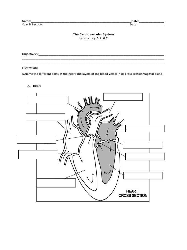 Laboratory Act. 7 Cardiovascular System | PDF
