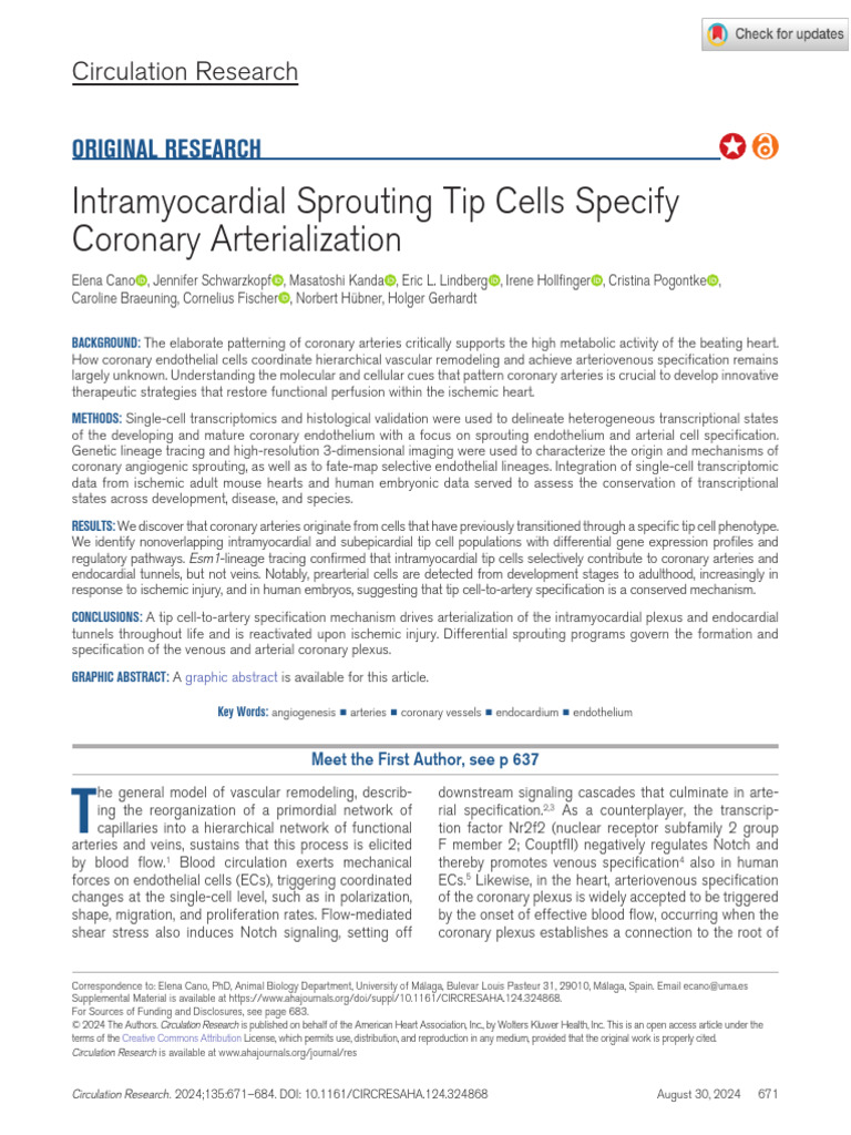 Cano Et Al 2024 Intramyocardial Sprouting Tip Cells Specify Coronary ...