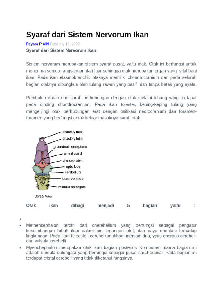 Syaraf Dari Sistem Nervorum Ikan | PDF