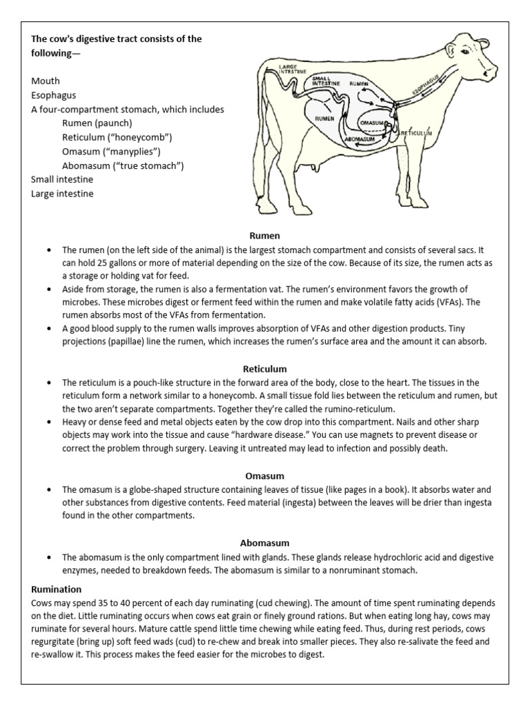 The Digestive Tract of The Cow | PDF | Digestion | Ruminant