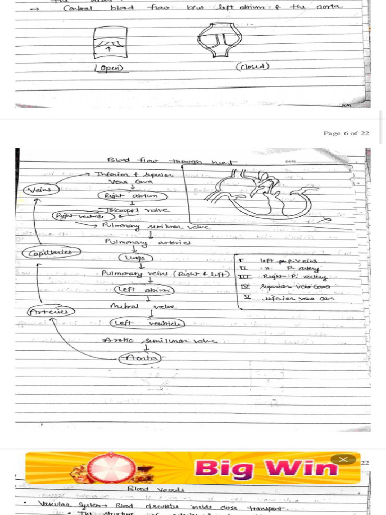 Blood Circulation | PDF