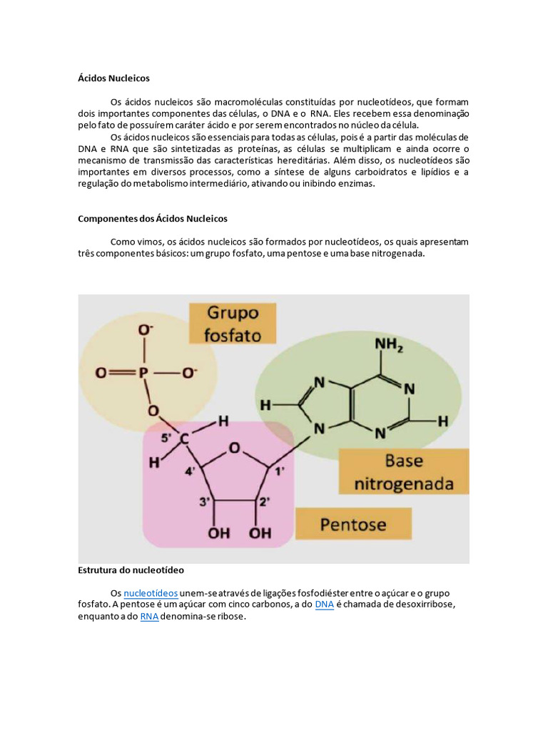 -Cidos Nucleicos Com Atividades | PDF | RNA | DNA
