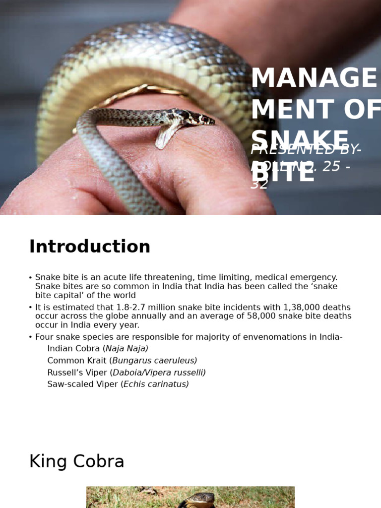 Snakebite 29 Revised | PDF | Snake | Venomous Snakes