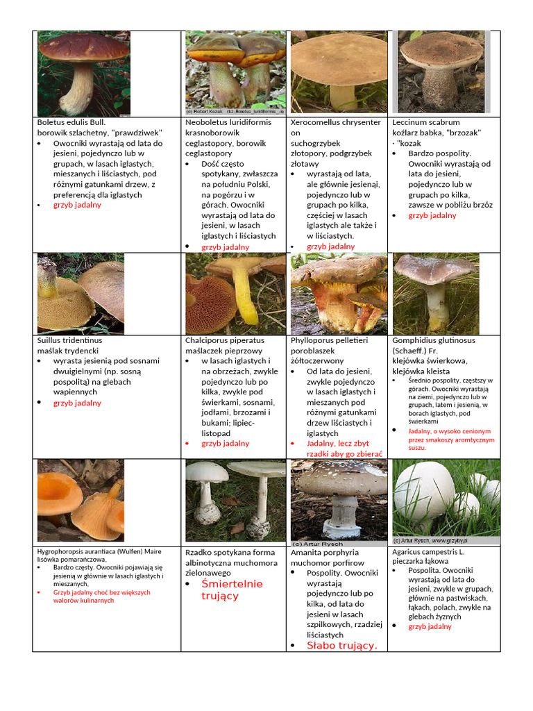 Grzyby | PDF