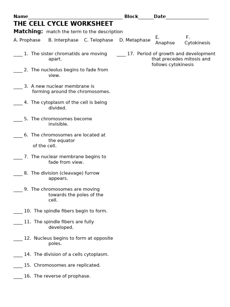 The Cell Cycle Worksheet | PDF | Mitosis | Cell Nucleus