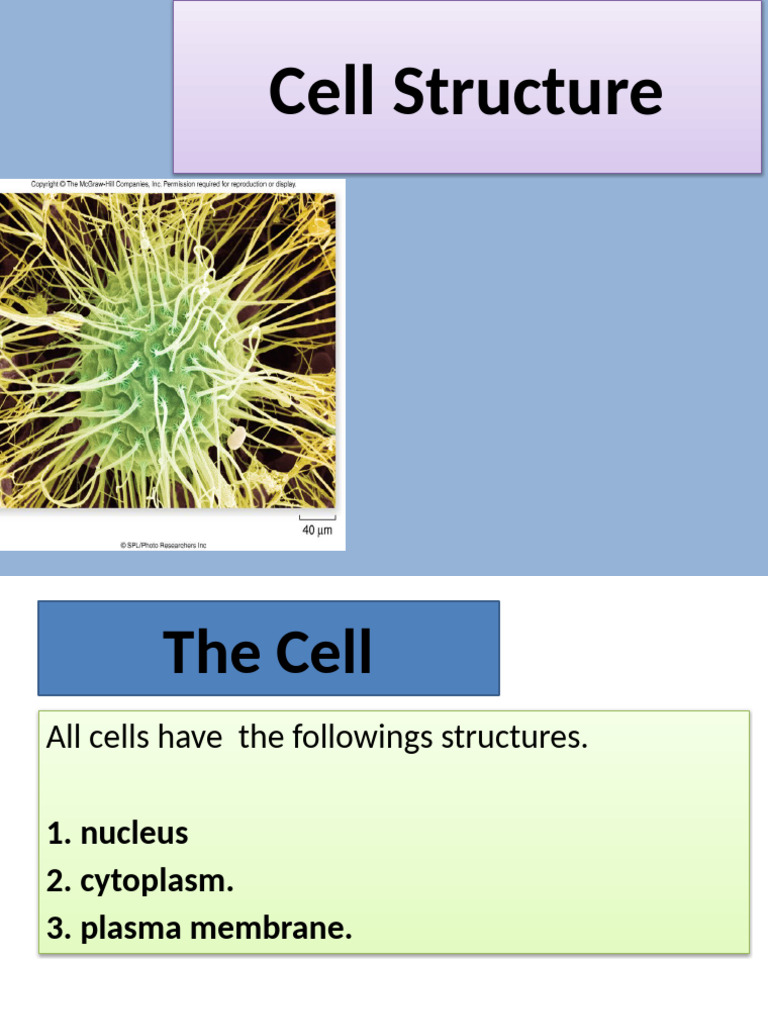 Cell Structure | PDF | Endoplasmic Reticulum | Cell Membrane
