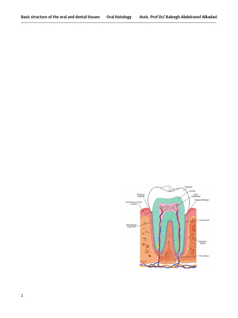 Oral and Dental Tissue Histology Guide | PDF | Human Tooth | Periodontology