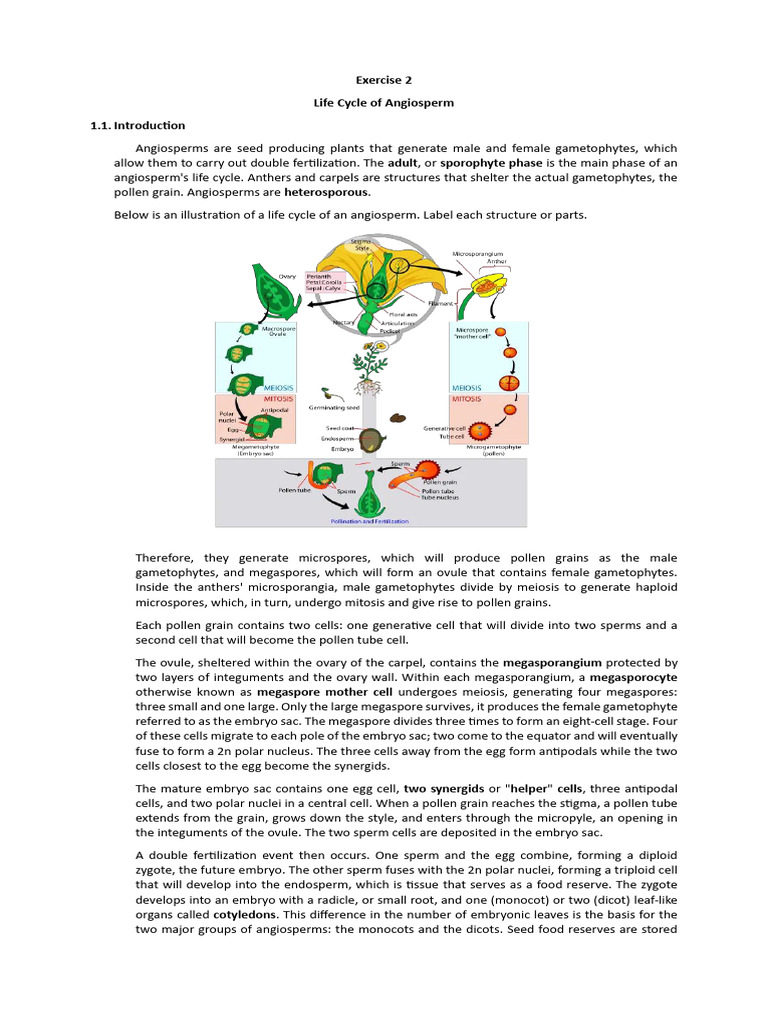 DEV.-BIO-Lab-Exercise-2-Life-Cycle-of-Angiosperm | PDF | Flowers | Biology