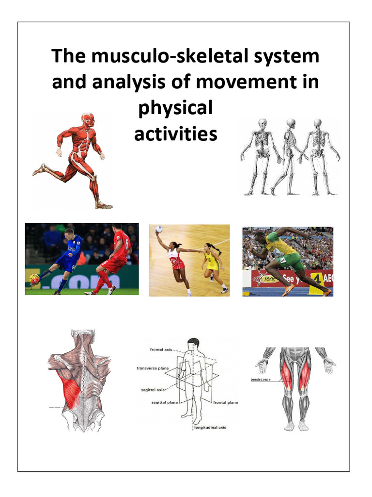 Muscles and Movement | PDF | Anatomical Terms Of Motion | Muscle ...