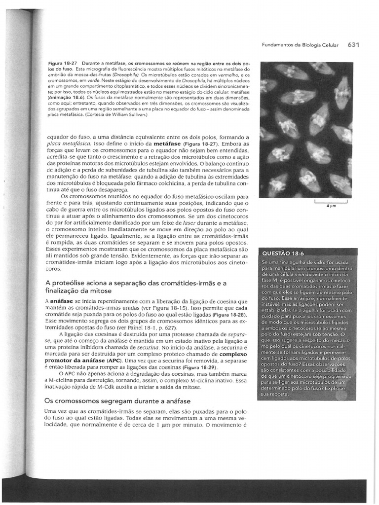 Alberts Cap. 18 Pg.631 | PDF