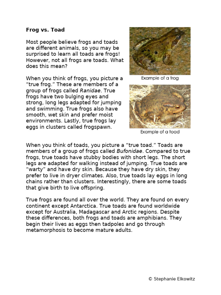 Frog Vs Toad | PDF