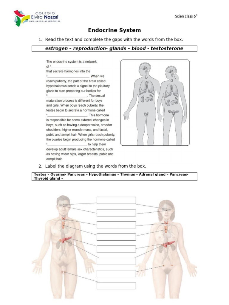 Endocrine System Worksheet | PDF