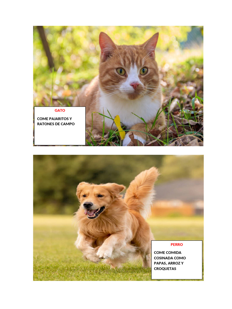 YOOOO | PDF
