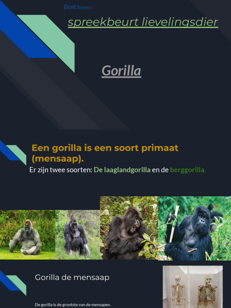 Spreekbeurt Gorilla | PDF