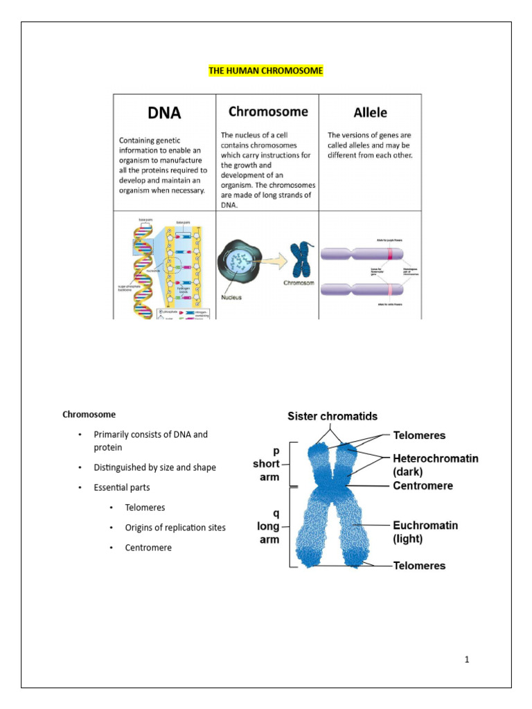 The Human Chromosome | PDF | Fluorescence In Situ Hybridization | Karyotype