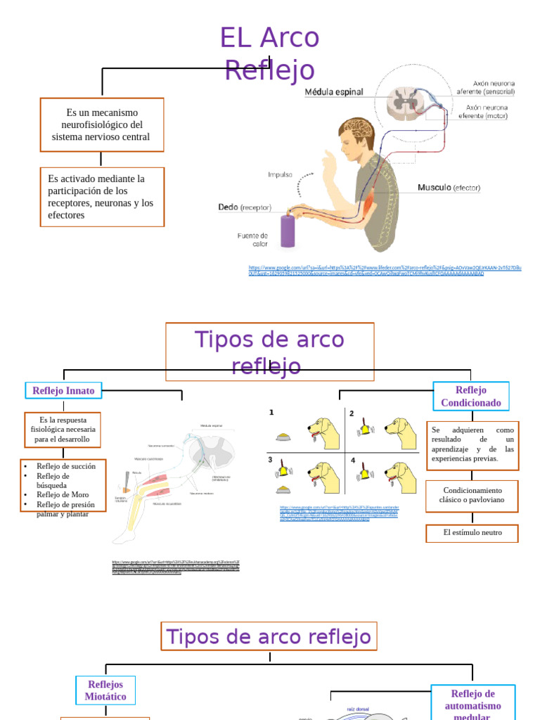 Arco Reflejo | PDF | Neurofisiología | Neurociencia