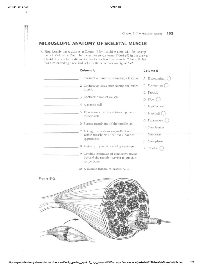 Muscle Anatomy Warm-up | PDF
